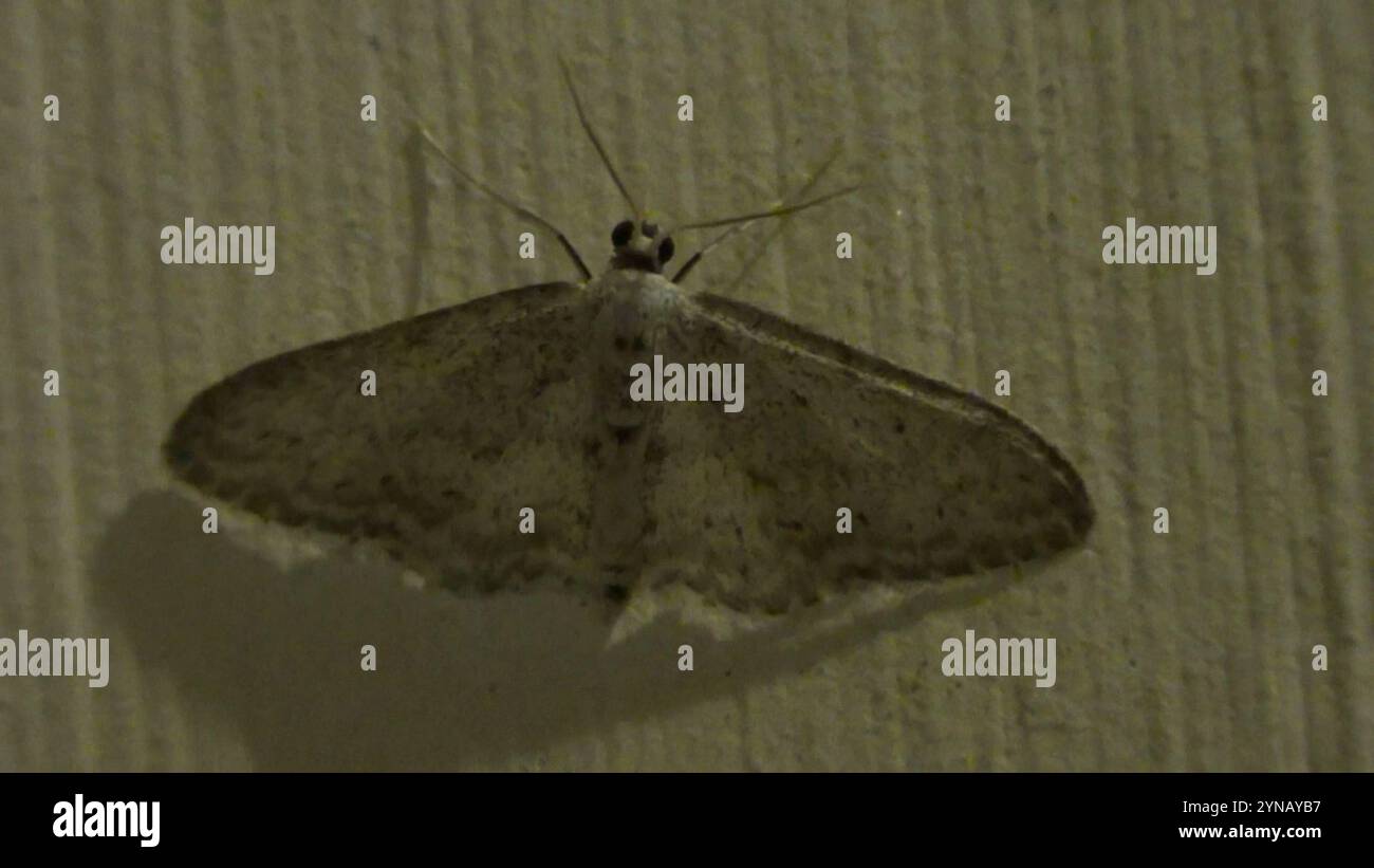 Small Dusty Wave (Idaea seriata Stock Photo - Alamy