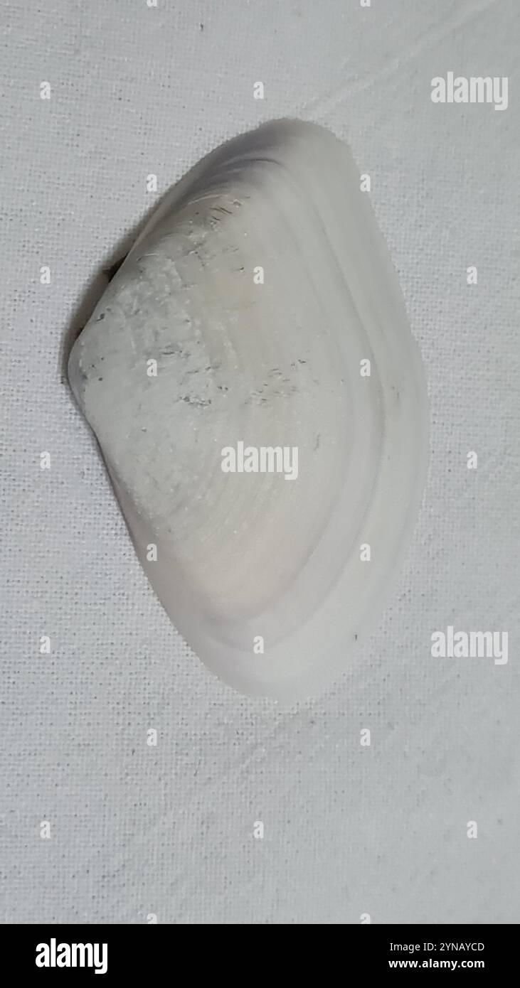 Giant Coquina Clam (Iphigenia brasiliensis Stock Photo - Alamy