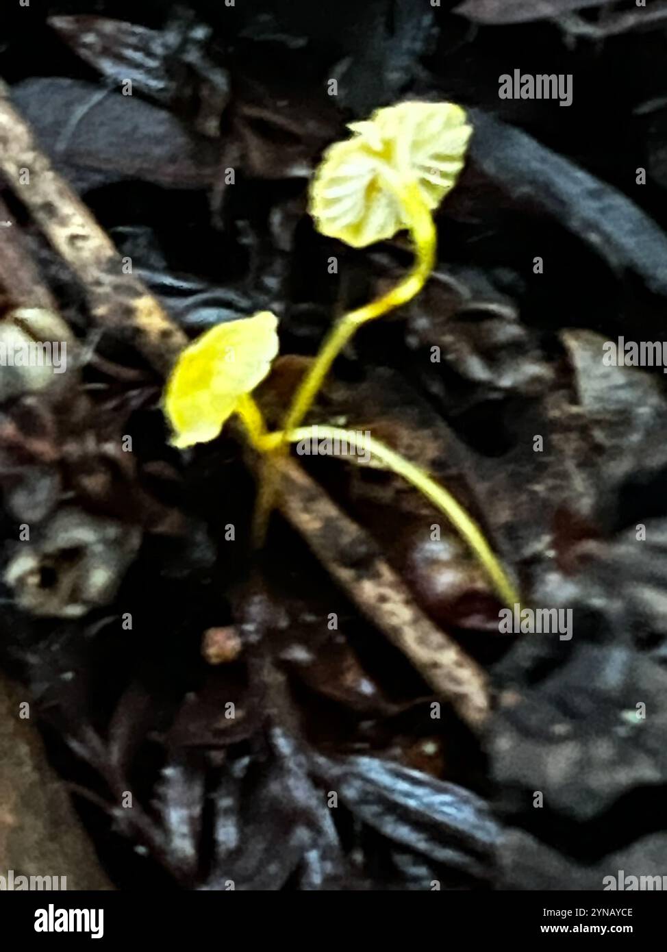 Western Yellow Mycena (Mycena oregonensis Stock Photo - Alamy