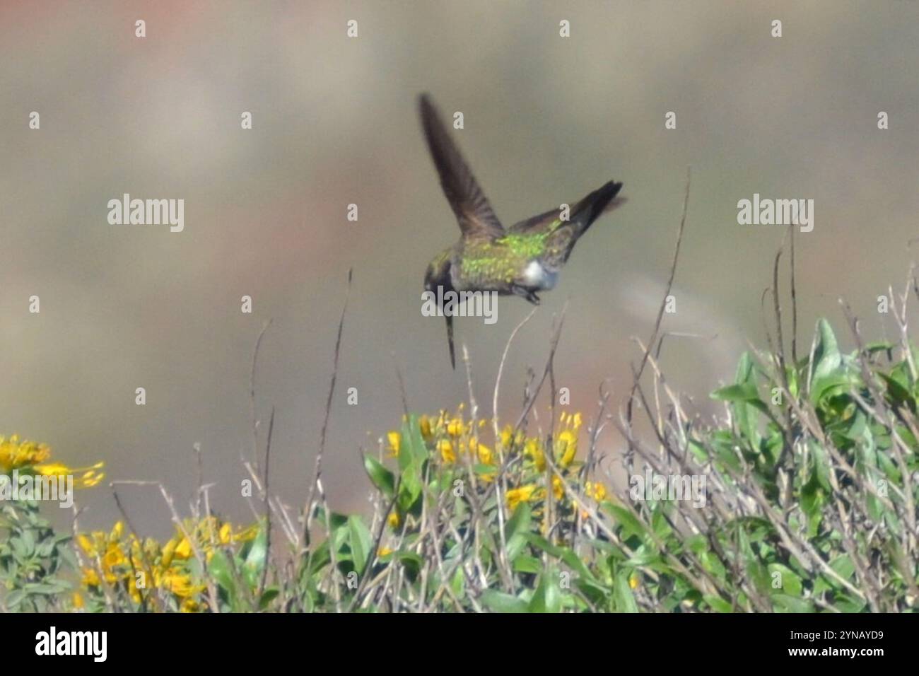 Anna's Hummingbird (Calypte anna Stock Photo - Alamy