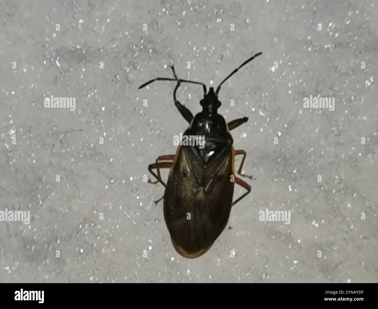 Spruce Cone Bug (Gastrodes abietum Stock Photo - Alamy