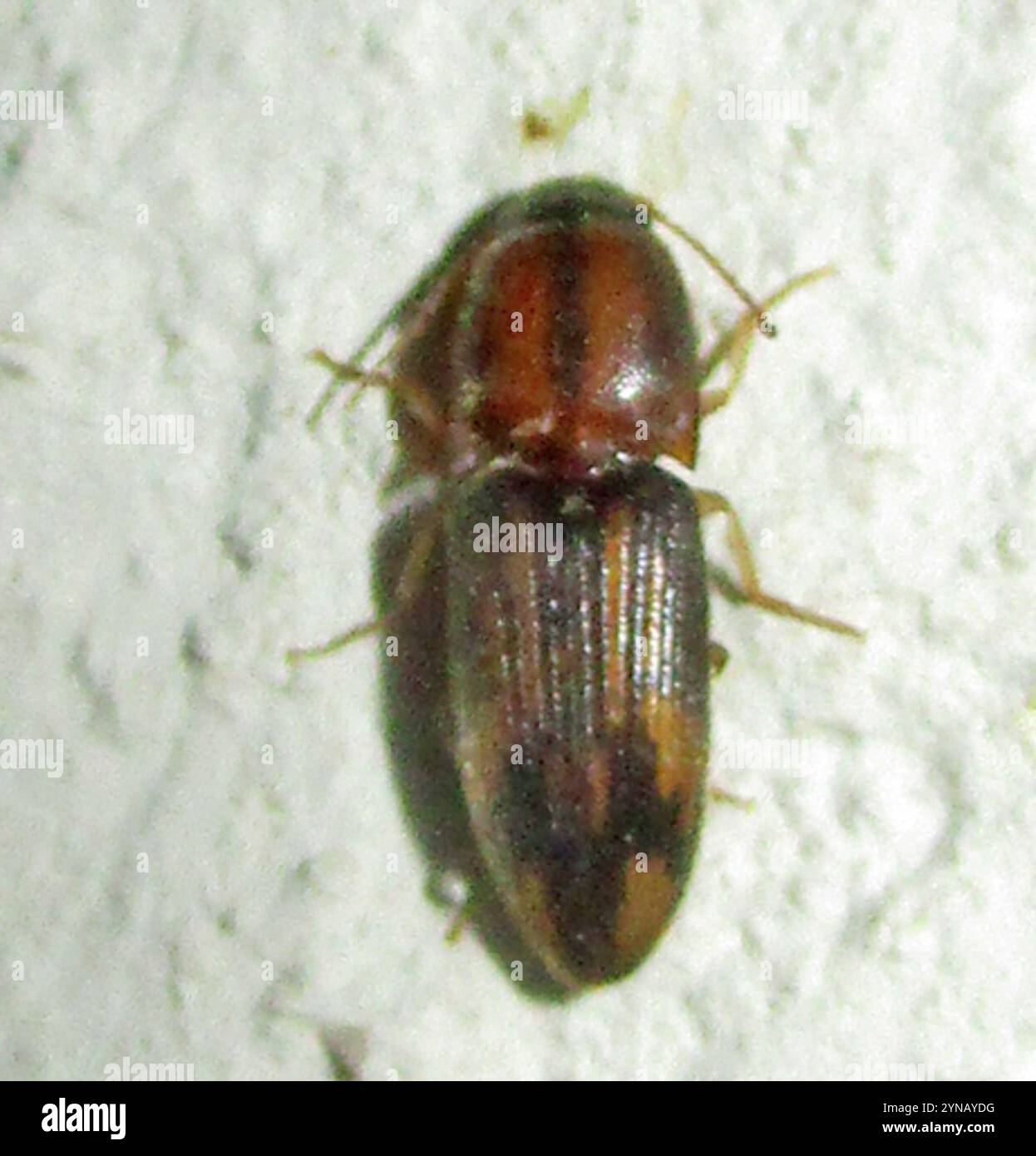 Click Beetles (Elateridae Stock Photo - Alamy