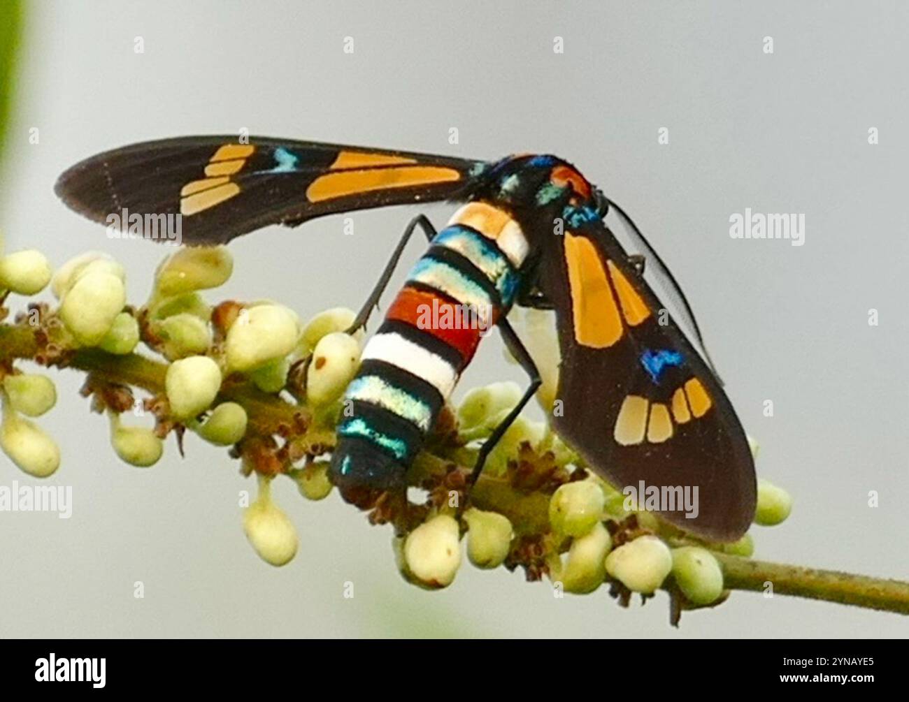 Basker (Euchromia lethe Stock Photo - Alamy