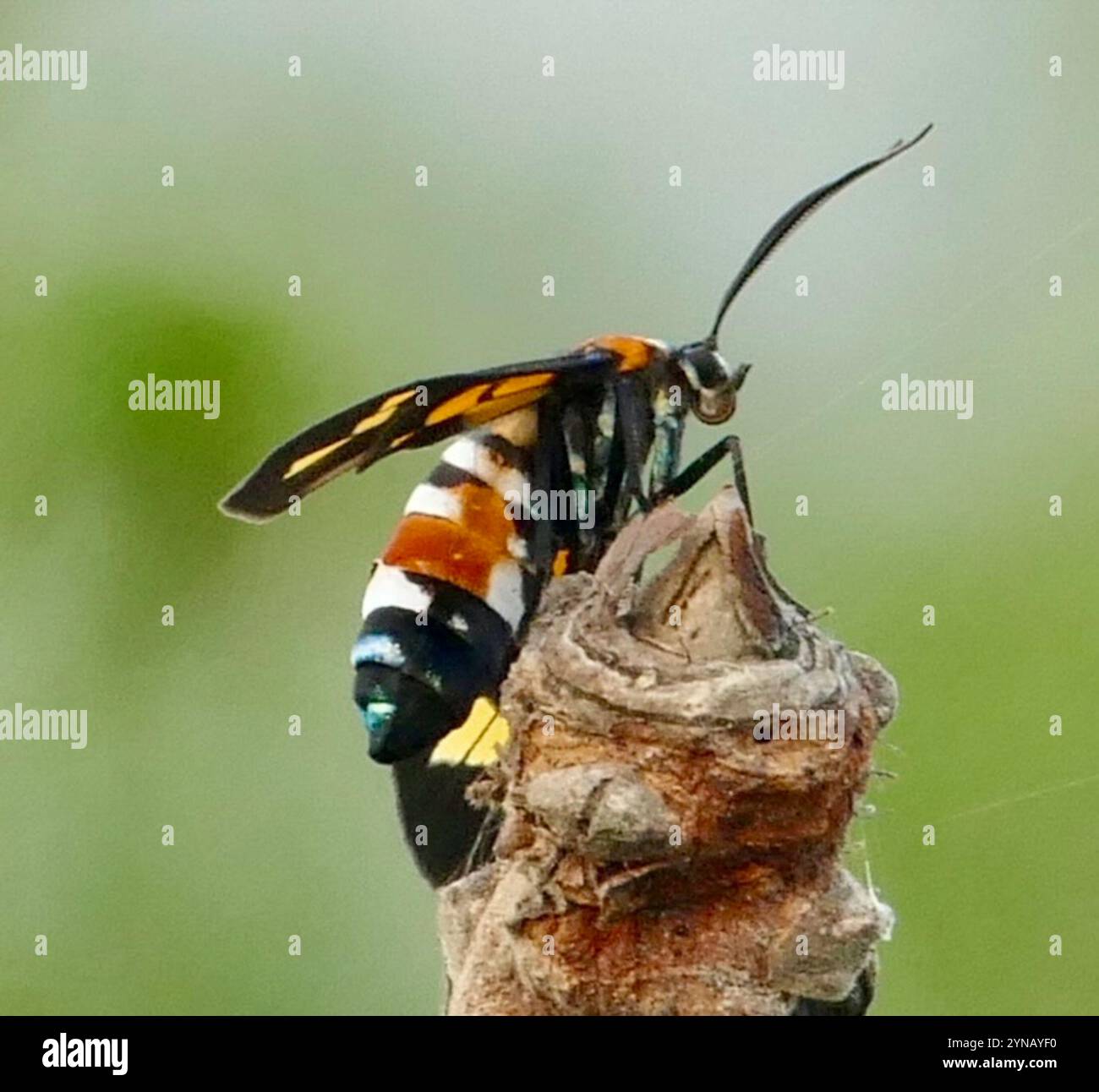 Basker (Euchromia lethe Stock Photo - Alamy