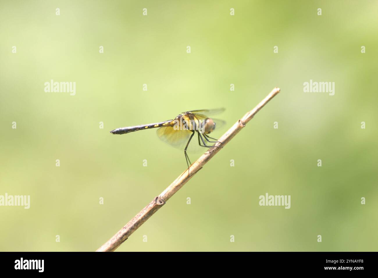 Tetrathemis platyptera hi-res stock photography and images - Alamy