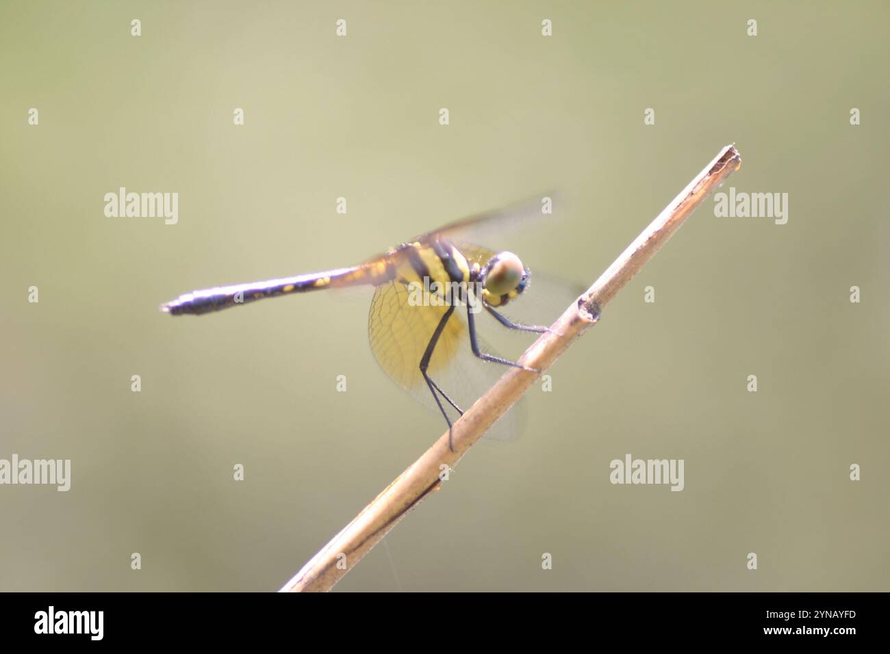 Tetrathemis platyptera hi-res stock photography and images - Alamy