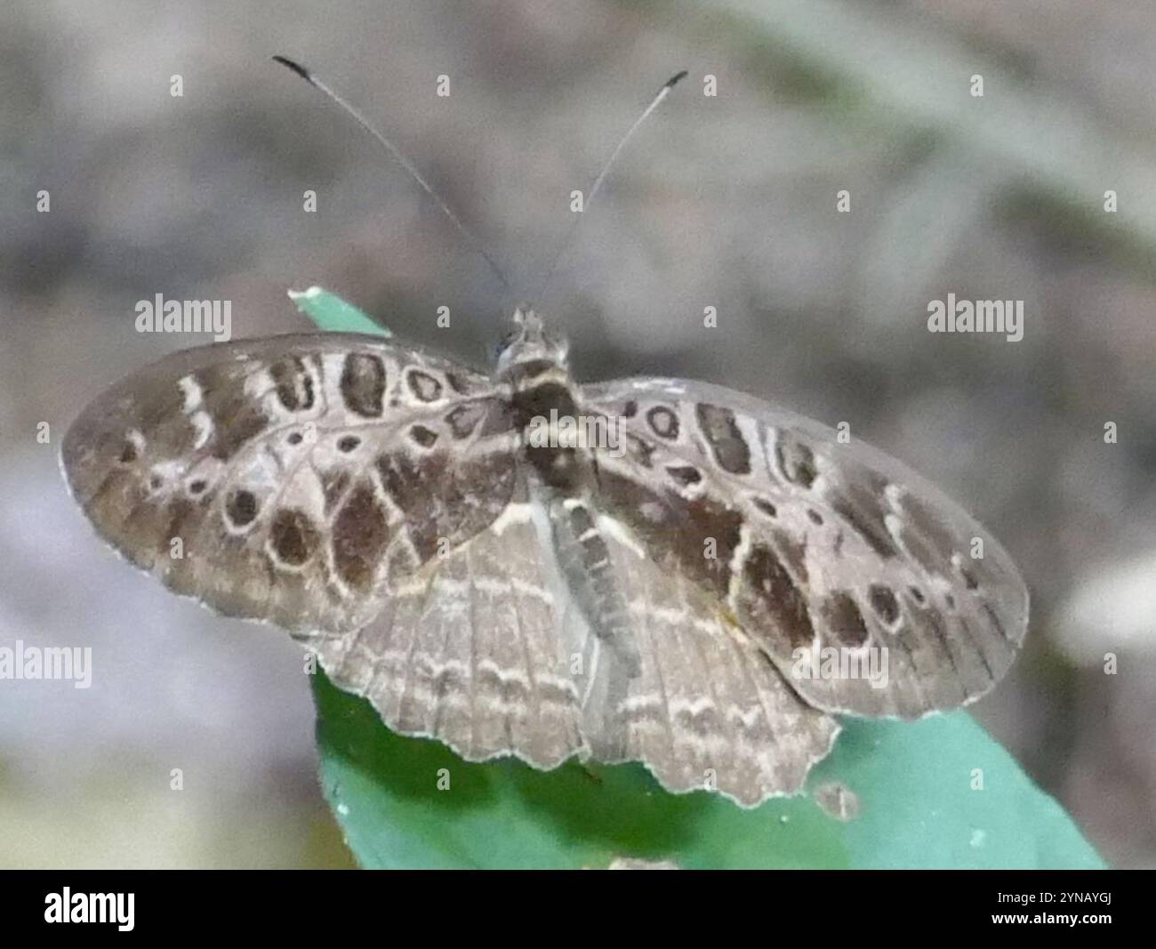 Common pathfinder hi-res stock photography and images - Alamy