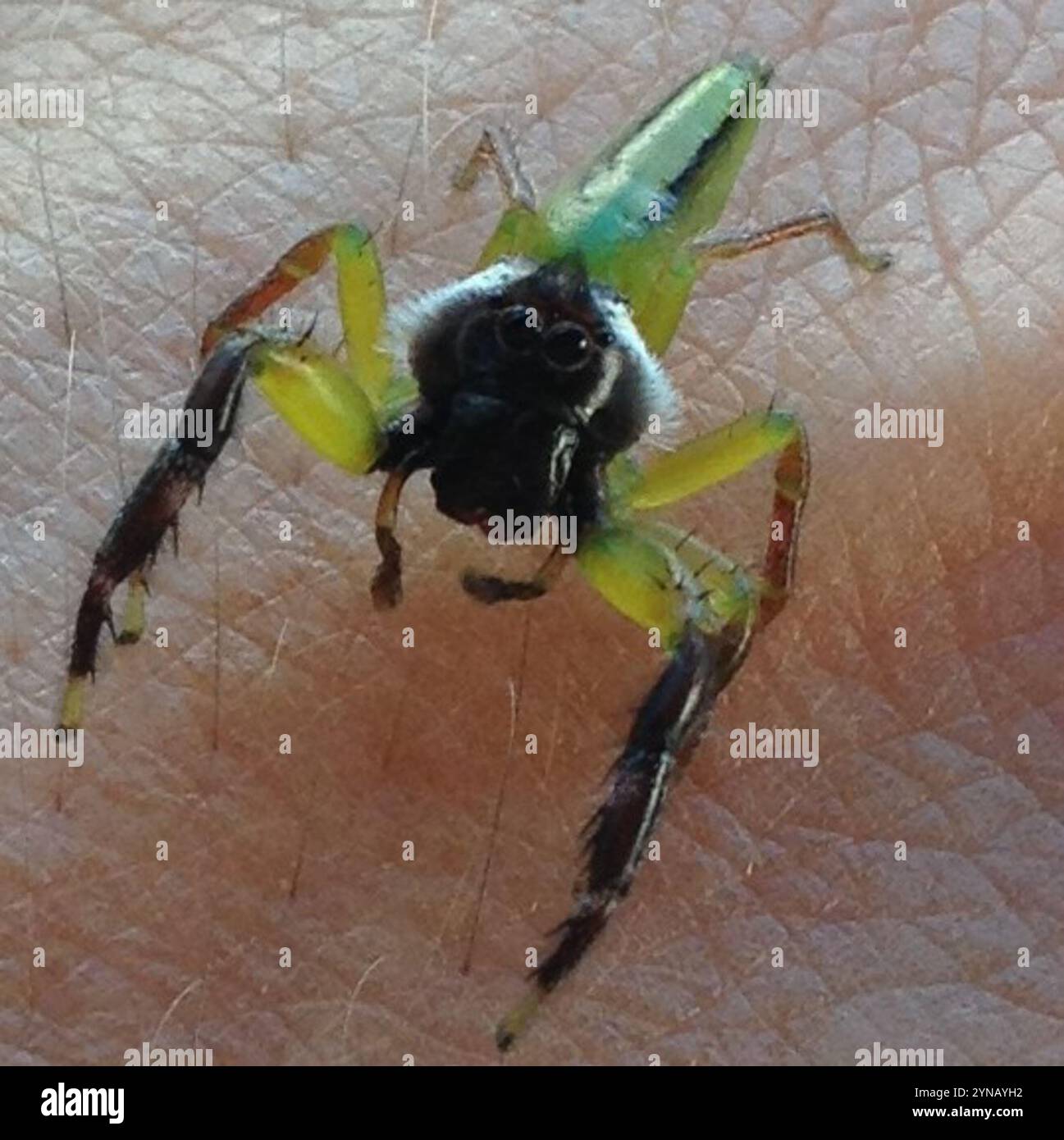 Green Jumping Spider (Mopsus mormon Stock Photo - Alamy