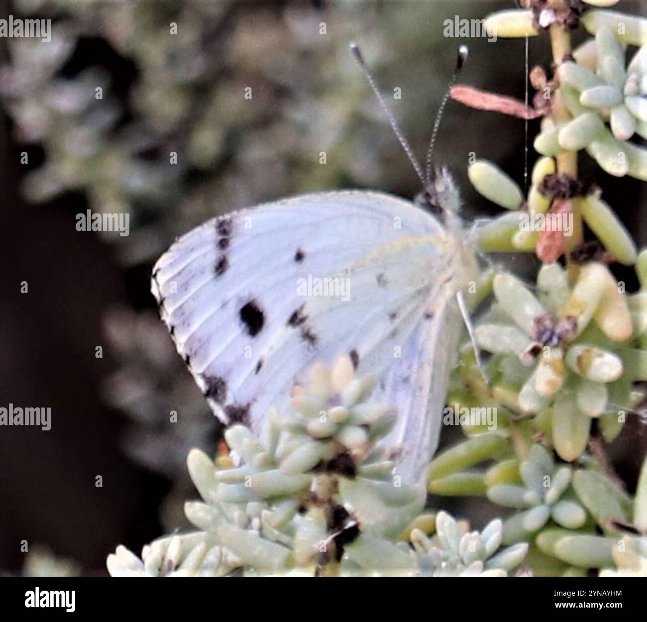 African Small White [Charina] (Dixeia charina charina Stock Photo - Alamy