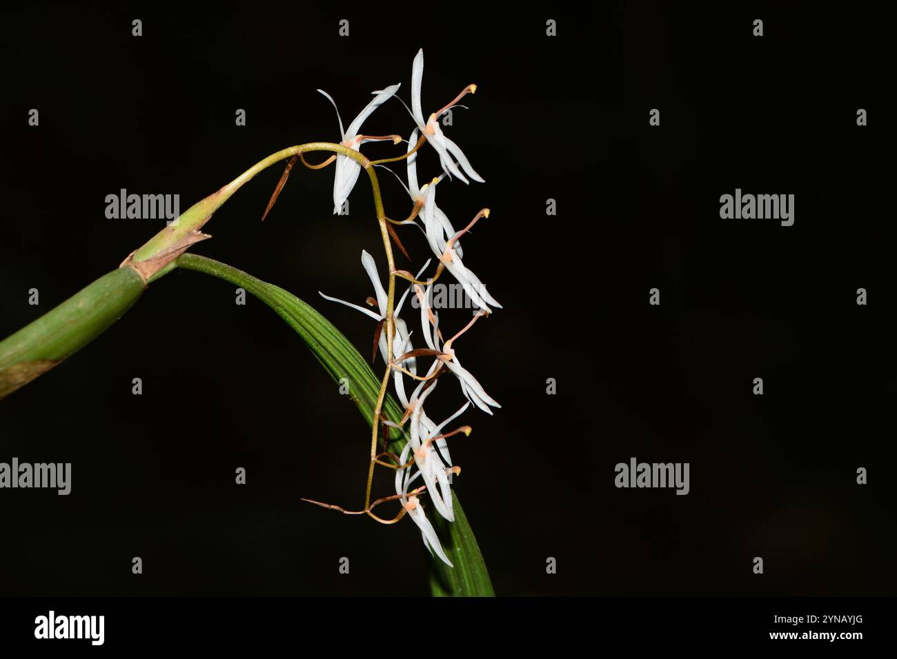 Porrectus hi-res stock photography and images - Alamy