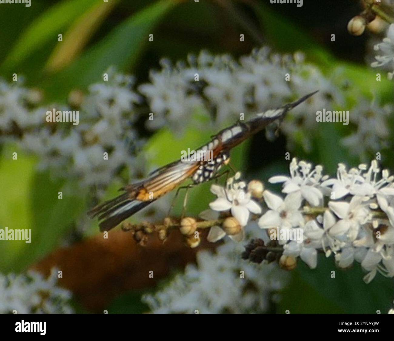 Eurytus hi-res stock photography and images - Alamy