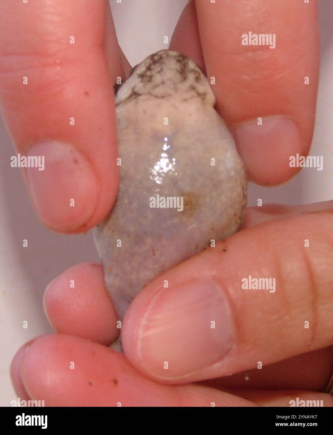 Breviceps adspersus hi-res stock photography and images - Alamy