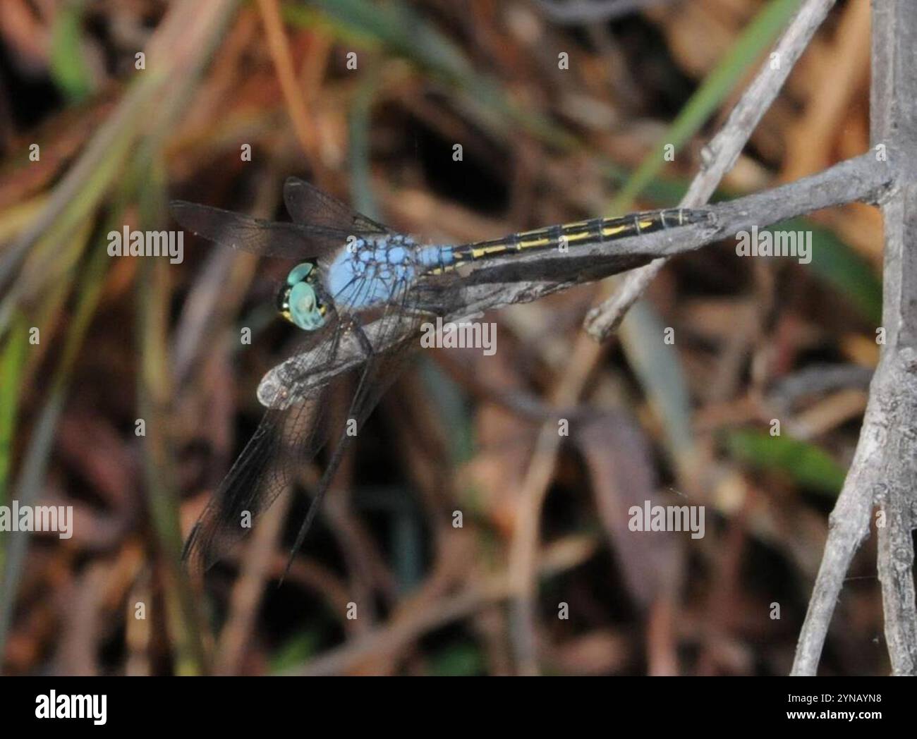 Trithemis stictica hi-res stock photography and images - Alamy