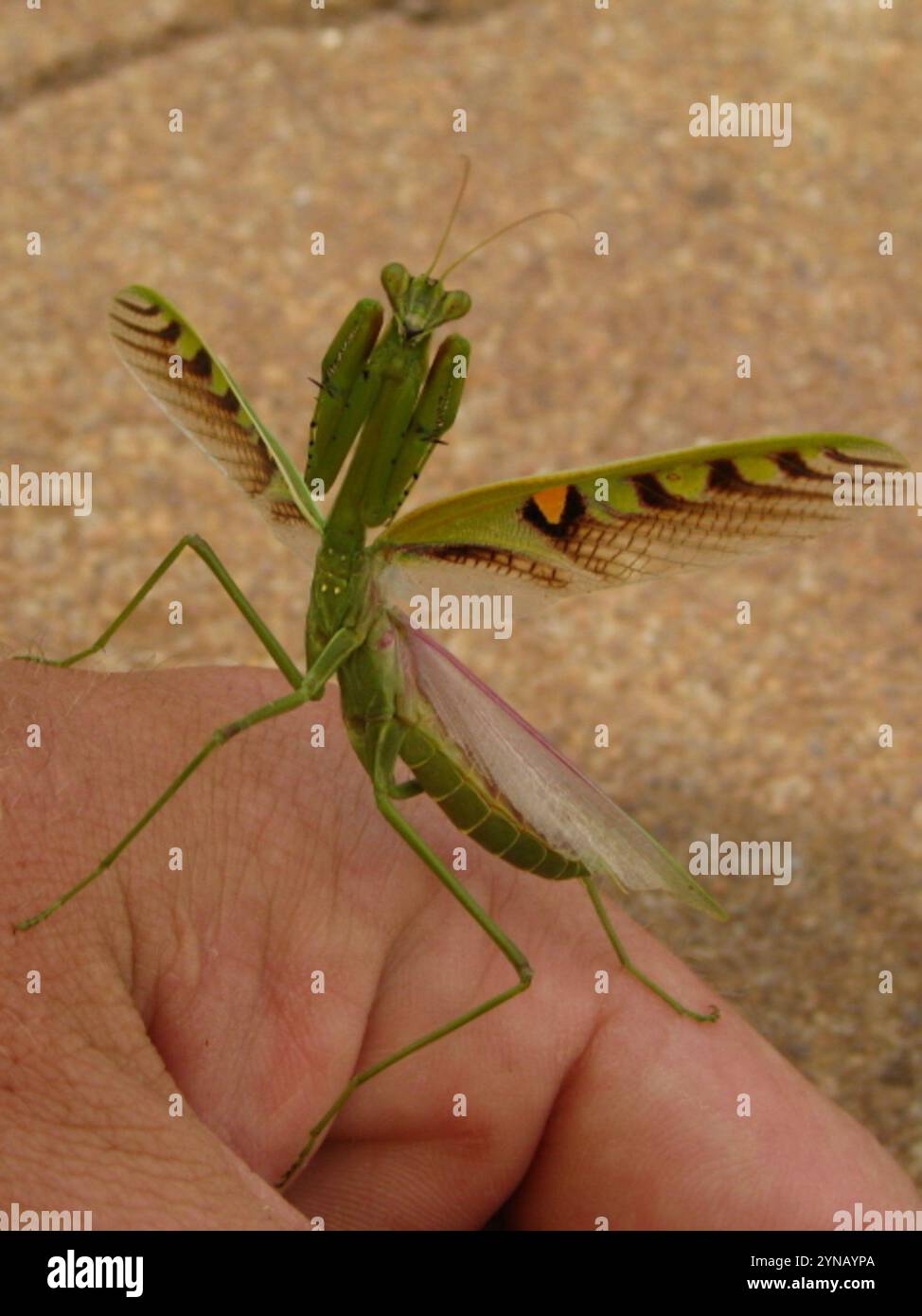 Zebra Mantis (Omomantis zebrata Stock Photo - Alamy