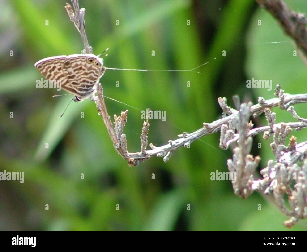 Common Blue Complex (Leptotes pirithous Stock Photo - Alamy