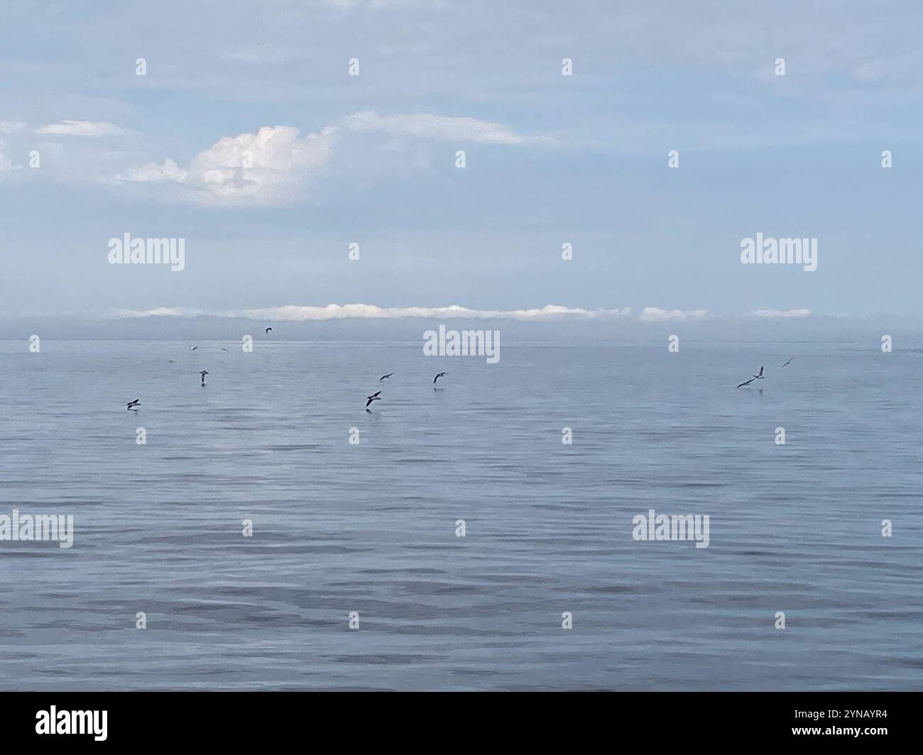 Manx Shearwater (Puffinus puffinus Stock Photo - Alamy