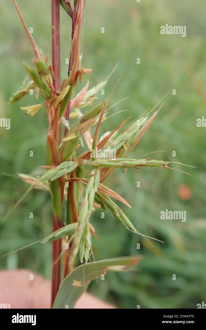 Broad-leaved Turpentine Grass (Cymbopogon caesius Stock Photo - Alamy