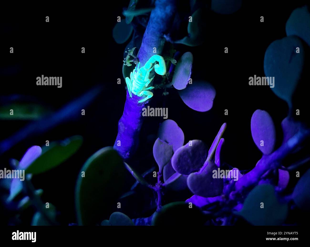 Baja California Bark Scorpion (Centruroides exilicauda Stock Photo - Alamy