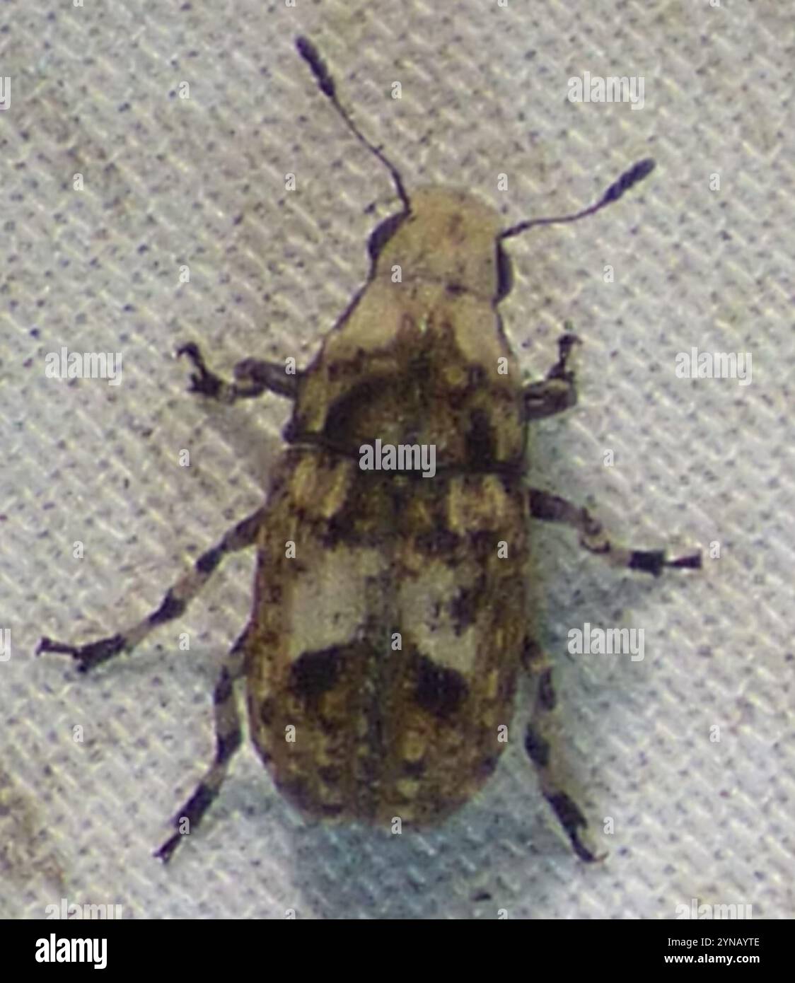 Marbled Fungus Weevil (Euparius marmoreus Stock Photo - Alamy