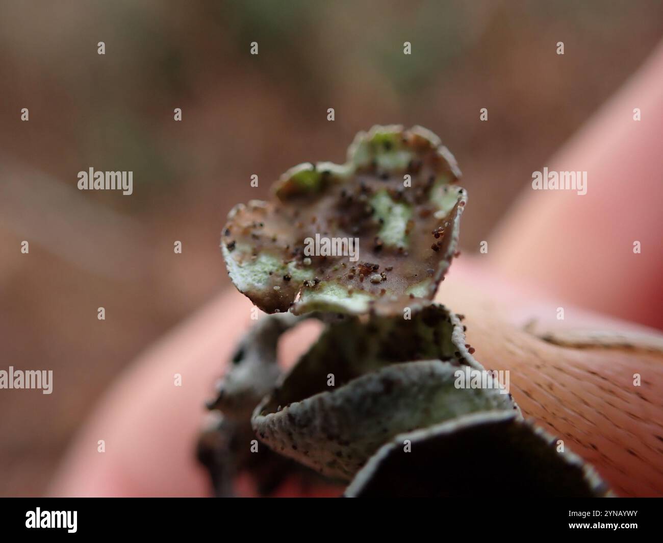 Ascomycete Fungi (Ascomycota Stock Photo - Alamy