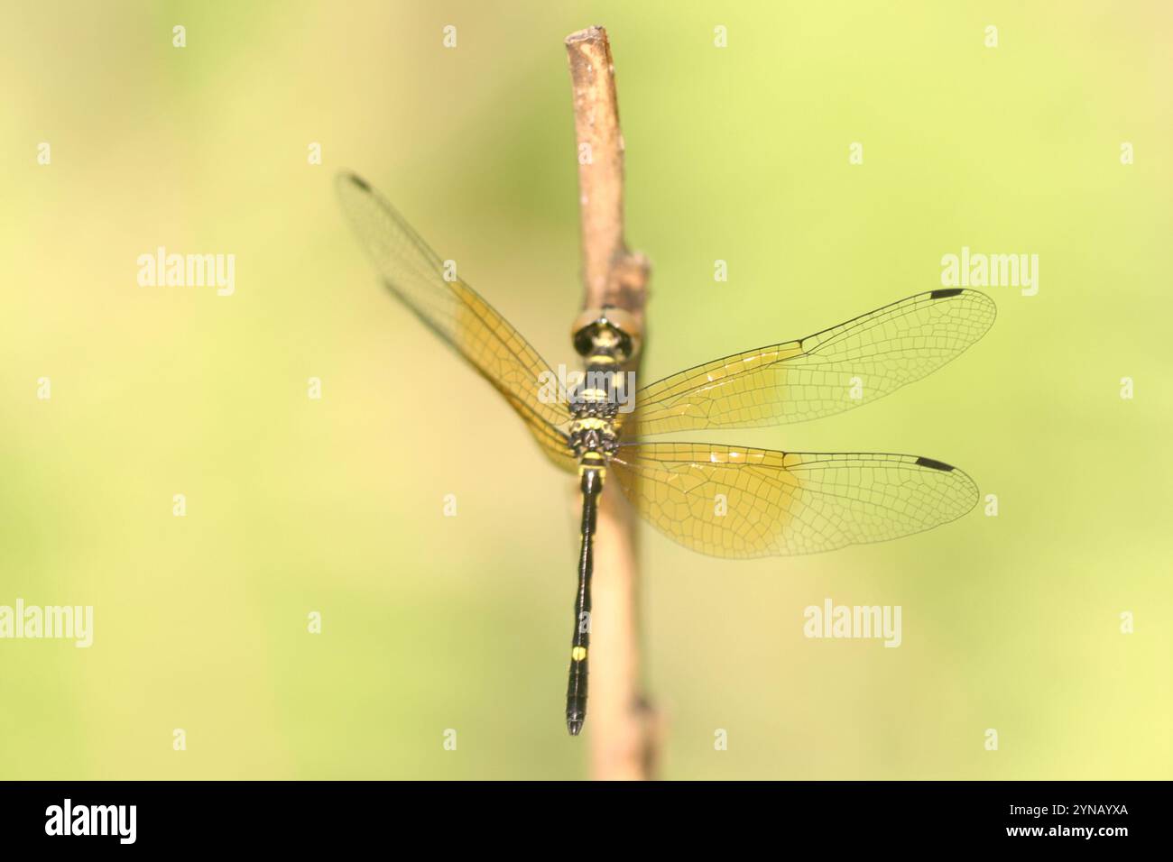 Tetrathemis platyptera hi-res stock photography and images - Alamy