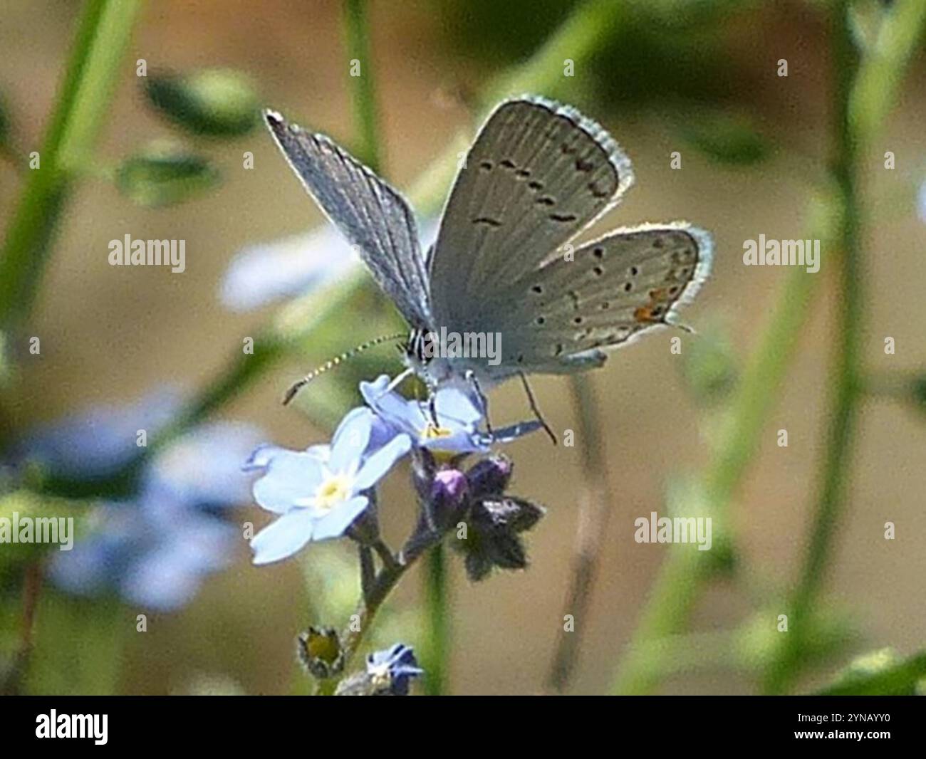 Eastern Tailed-Blue (Cupido comyntas Stock Photo - Alamy
