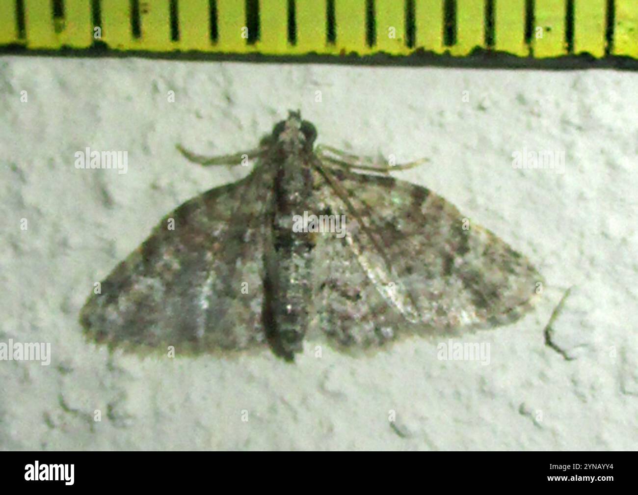 Geometer Moths (Geometridae Stock Photo - Alamy