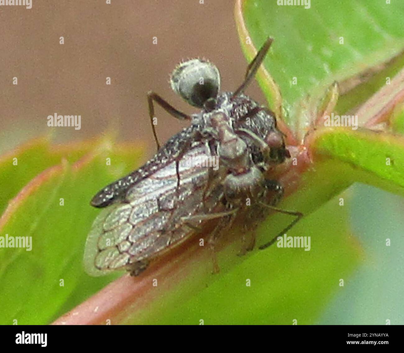 Large Pugnacious Ant (Anoplolepis custodiens Stock Photo - Alamy