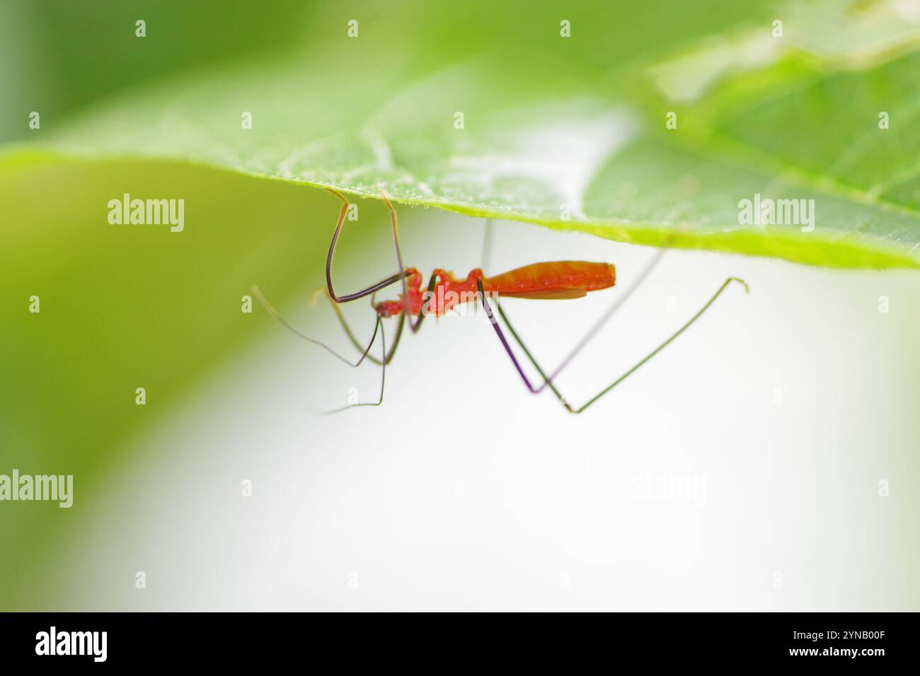 Saica hi-res stock photography and images - Alamy