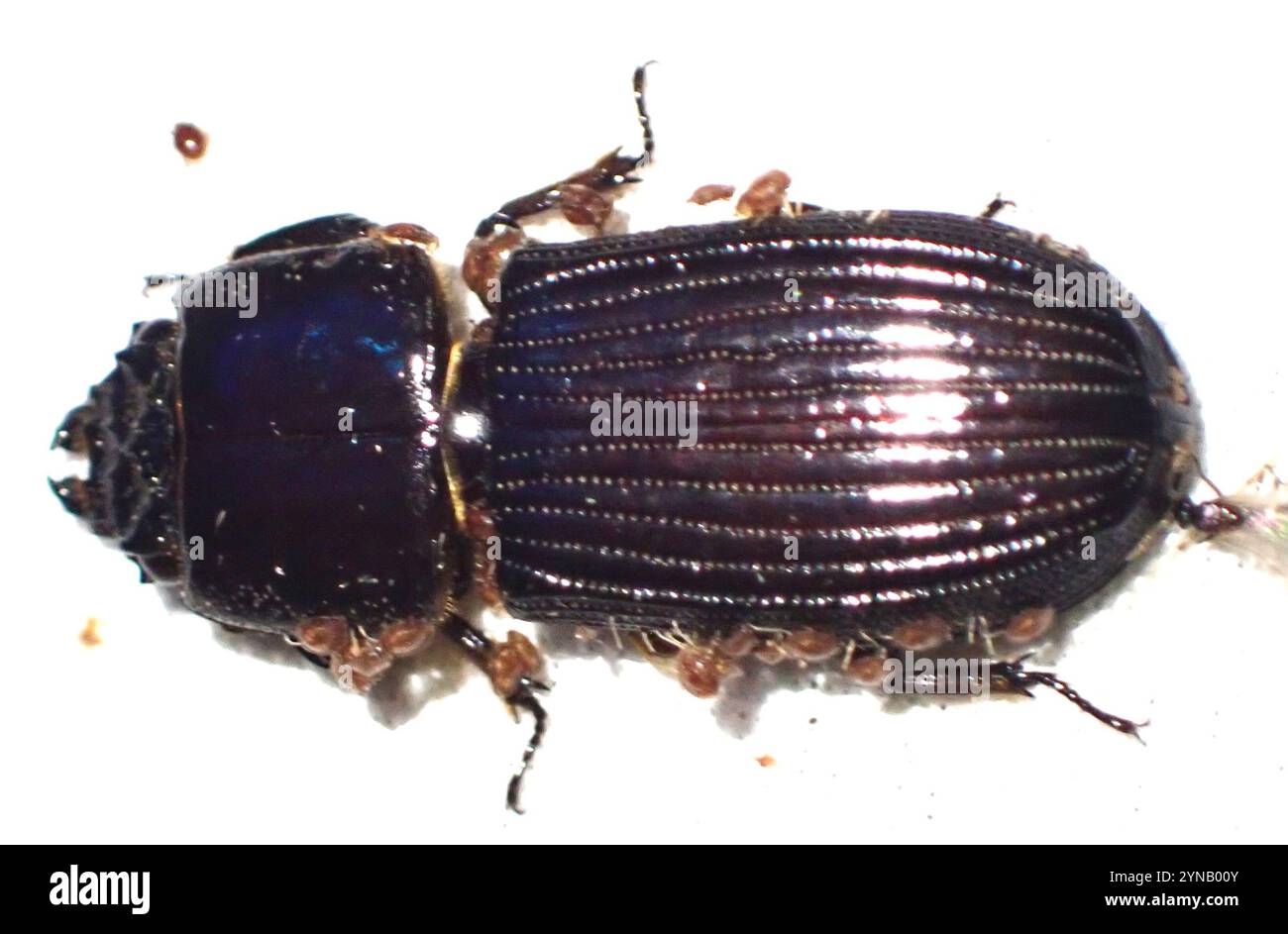 Bess Beetles (Passalidae Stock Photo - Alamy