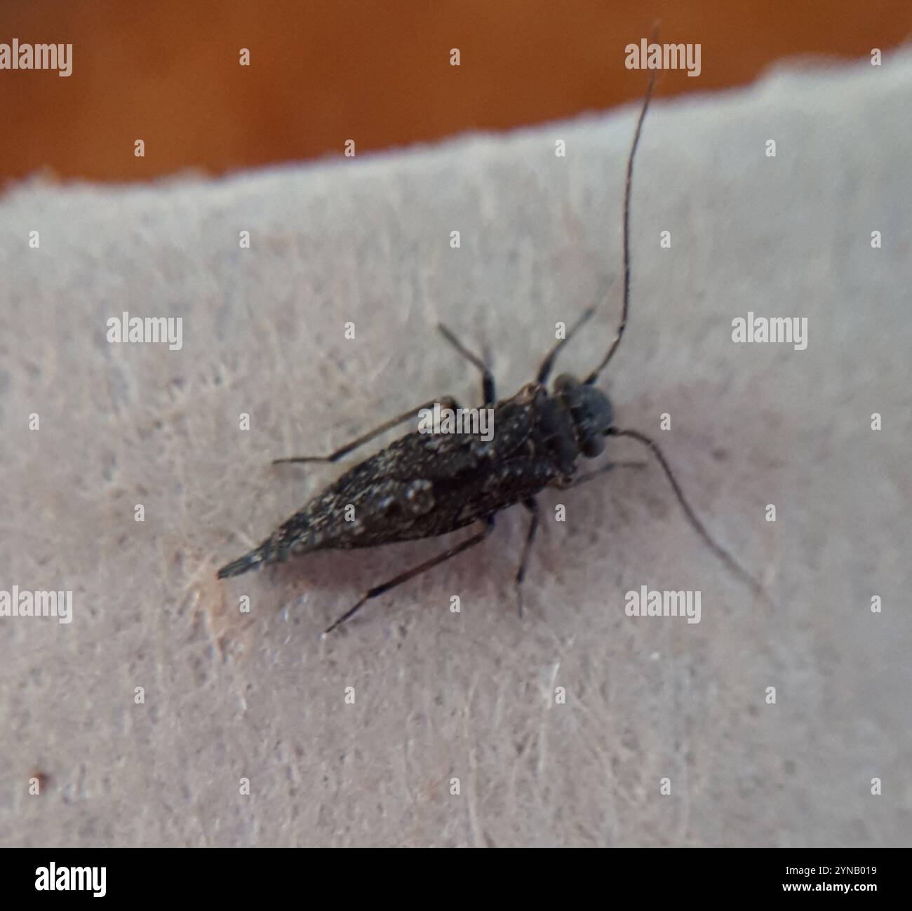 Barklice, Booklice, and Parasitic Lice (Psocodea Stock Photo - Alamy