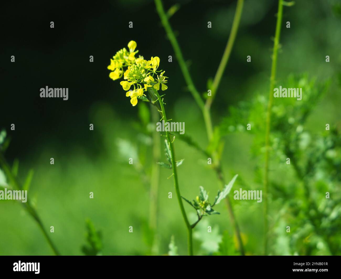 White Mustard (Sinapis alba Stock Photo - Alamy