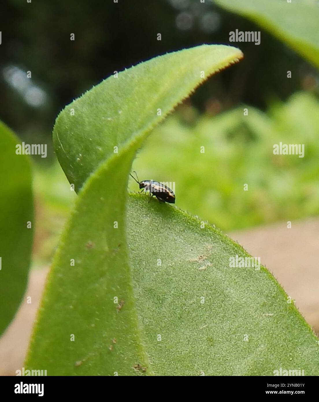 Phyllotreta striolata hi-res stock photography and images - Alamy