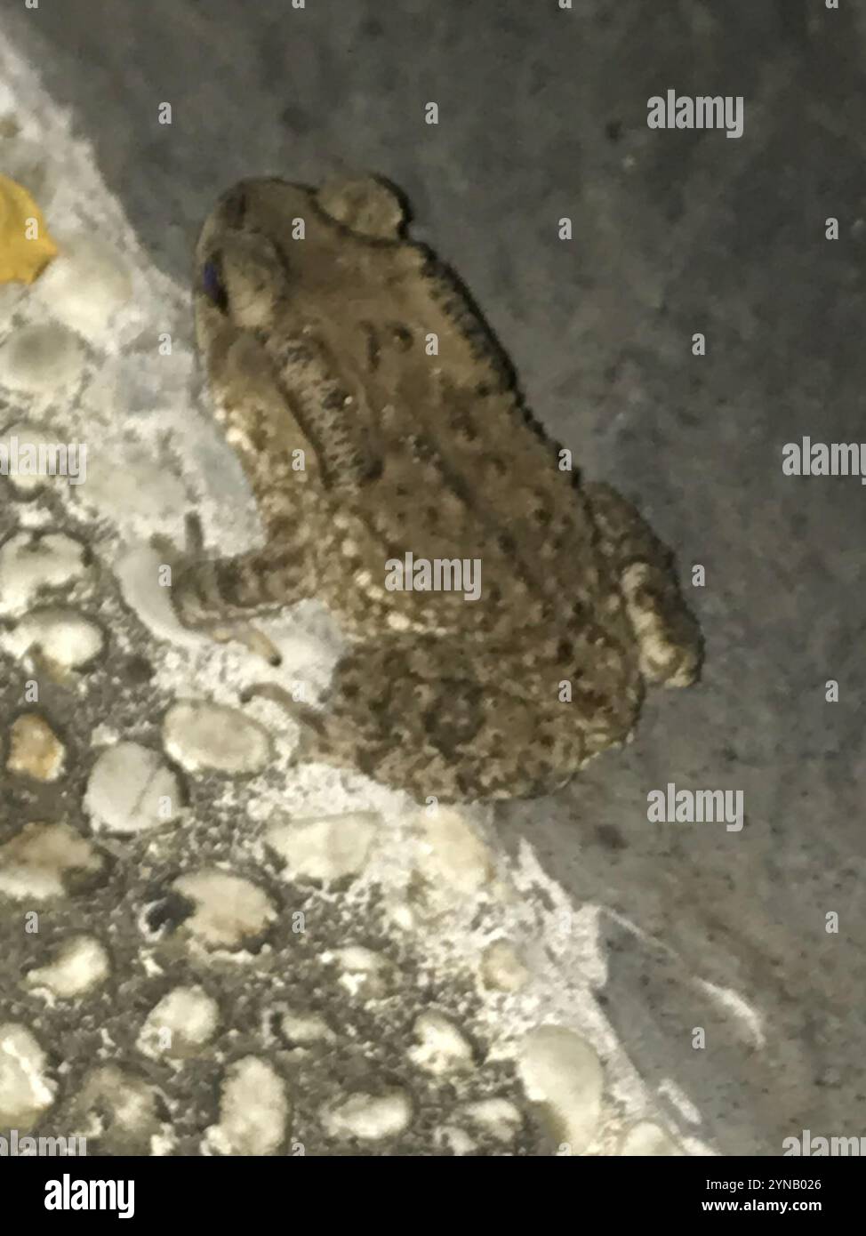 Asian Common Toad (Duttaphrynus melanostictus Stock Photo - Alamy