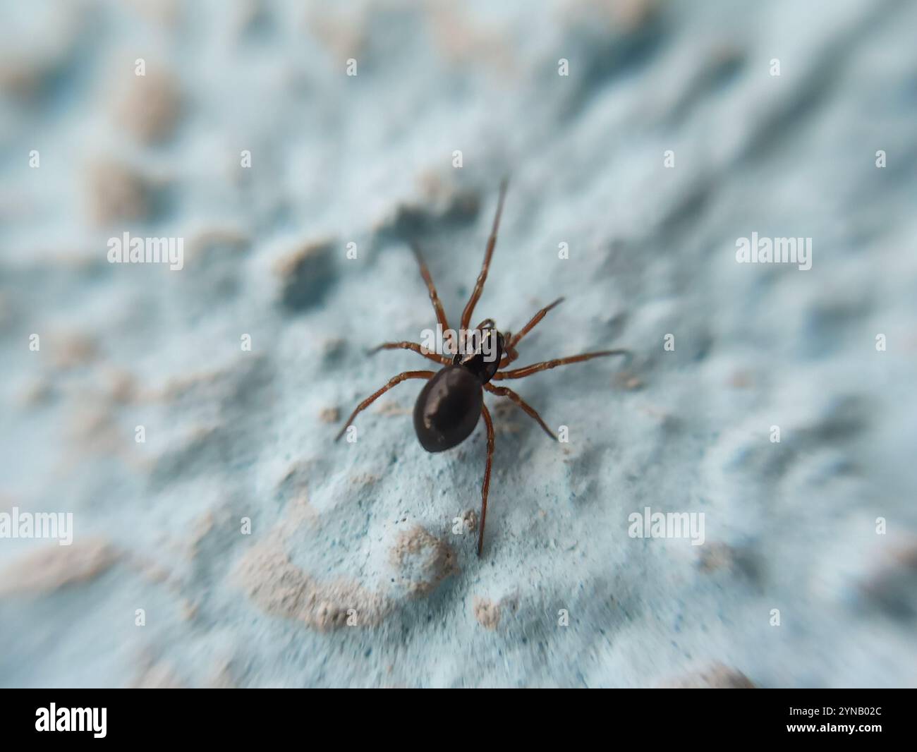 Sheetweb and Dwarf Weavers (Linyphiidae Stock Photo - Alamy