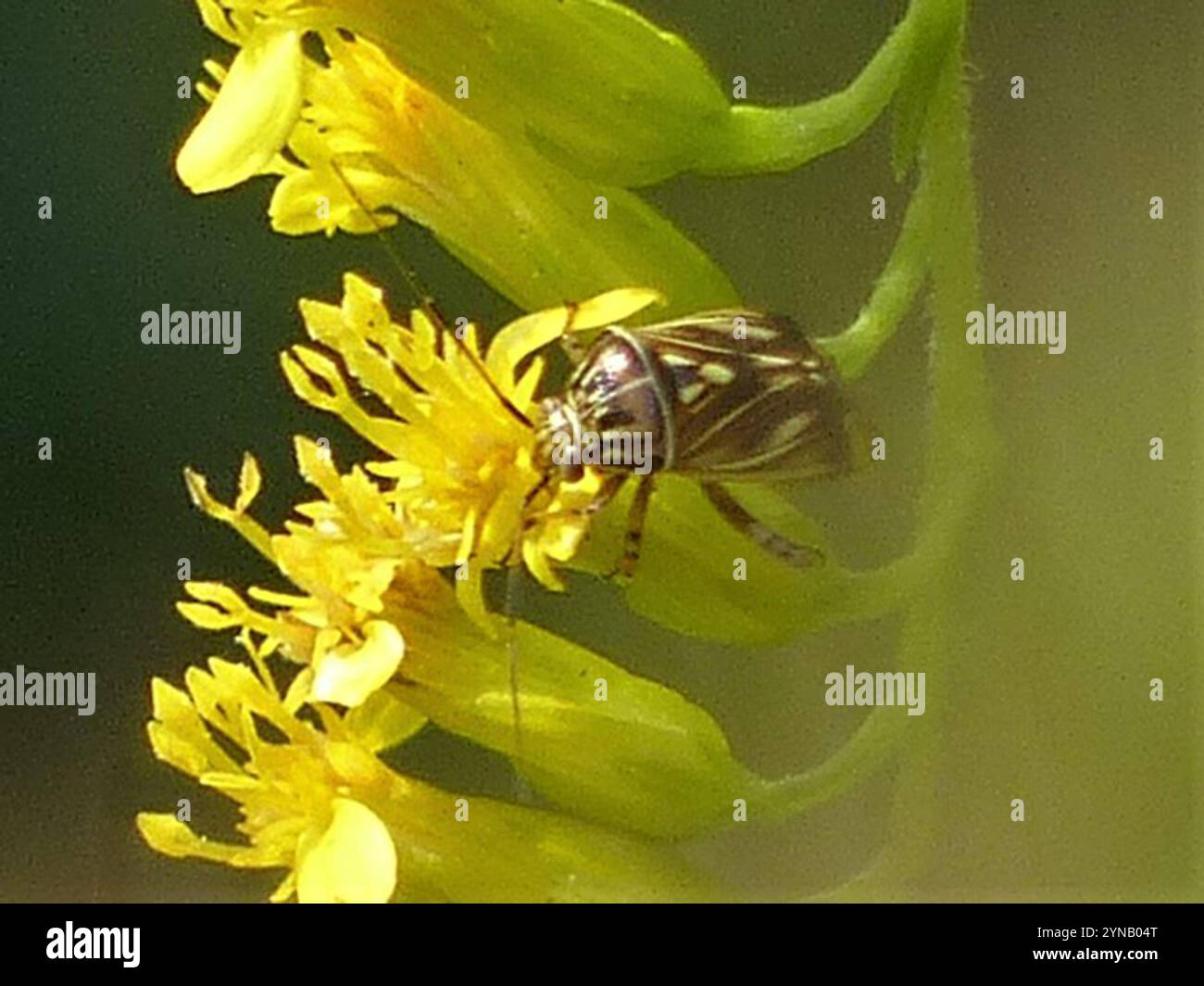North American Tarnished Plant Bug (Lygus lineolaris Stock Photo - Alamy