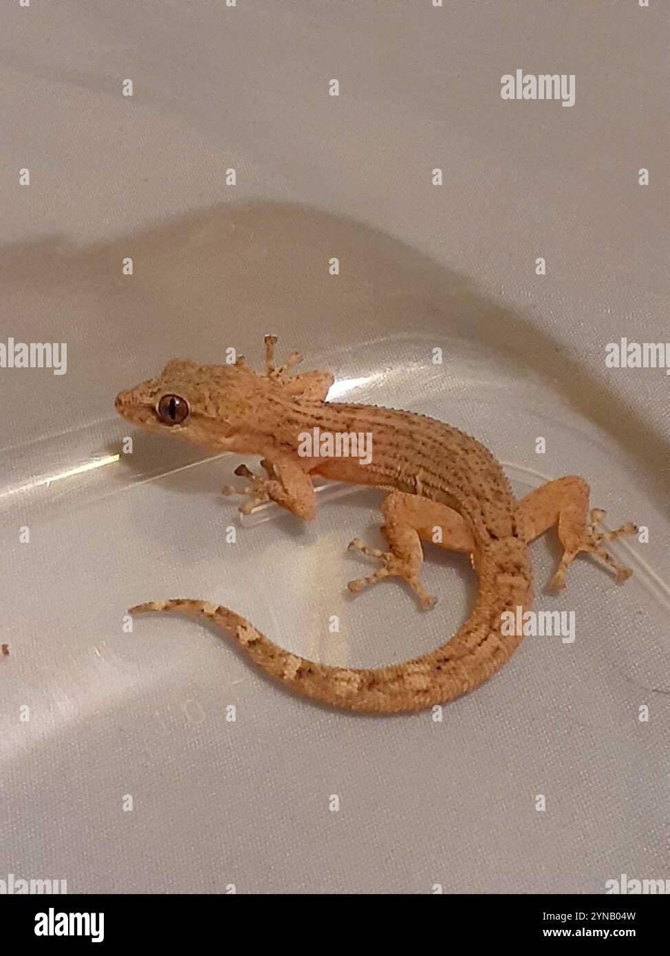 Peters' Leaf-toed Gecko (Phyllodactylus reissii Stock Photo - Alamy