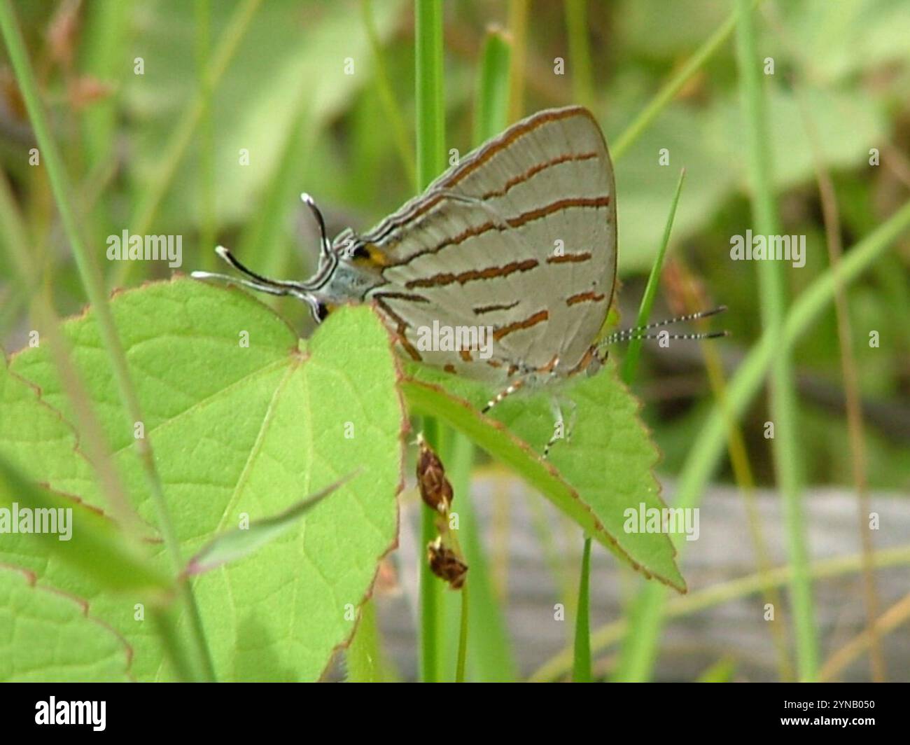 Azure Hairstreak (Hemiolaus caeculus Stock Photo - Alamy