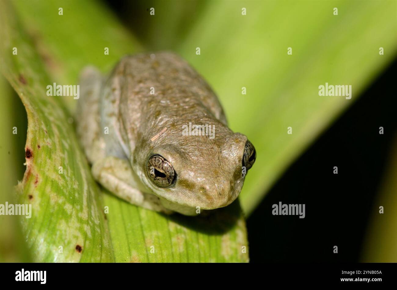 Painted Reed Frog (Hyperolius marmoratus Stock Photo - Alamy
