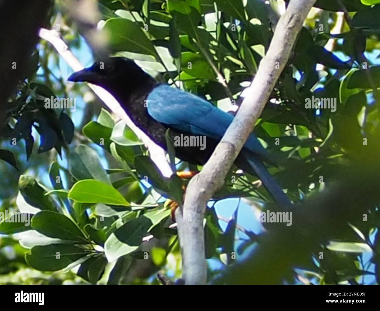 Yucatan Jay (Cyanocorax yucatanicus Stock Photo - Alamy
