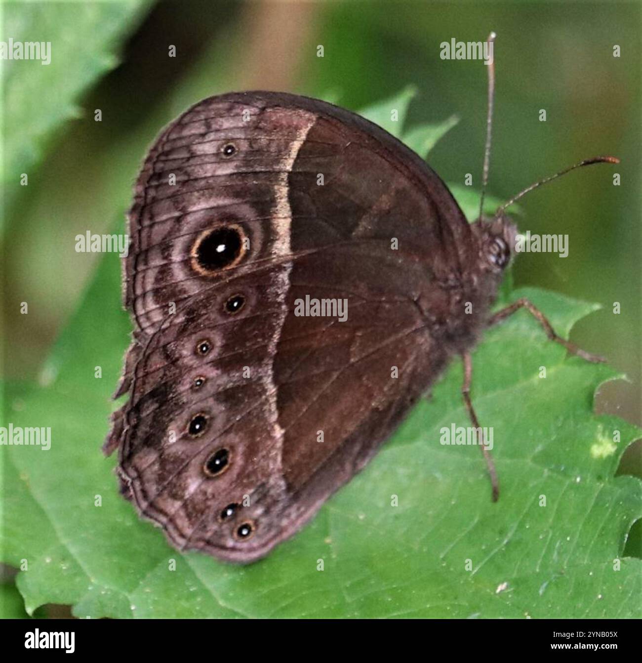 Common Bush Brown (Bicyclus safitza Stock Photo - Alamy