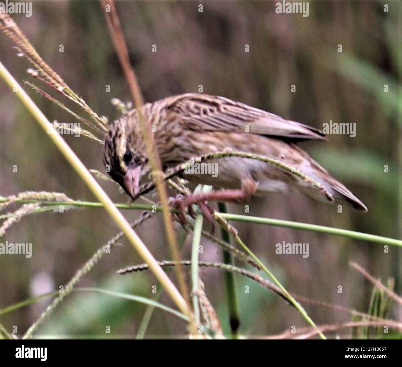 Southern Red Bishop (Euplectes orix Stock Photo - Alamy