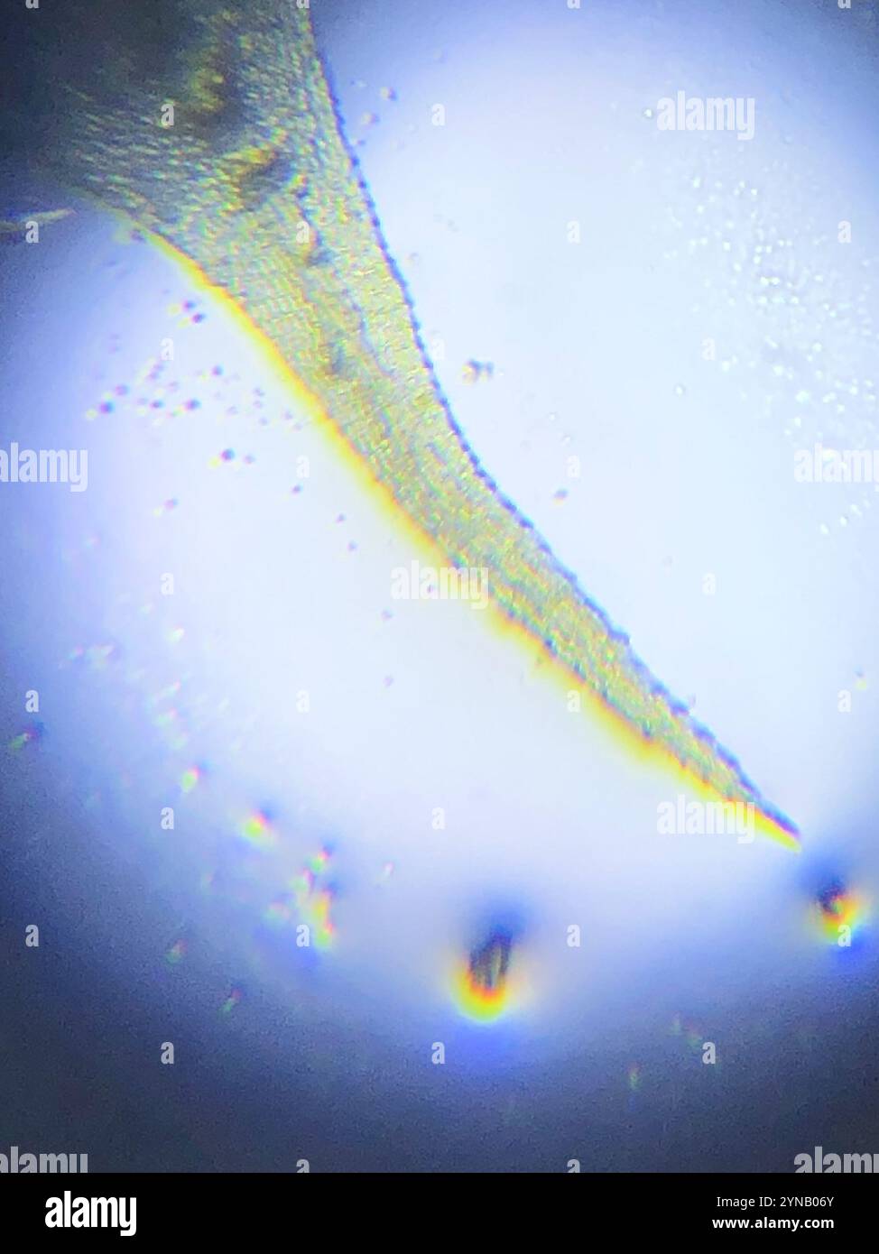 tangled thread moss (Hygroamblystegium varium Stock Photo - Alamy