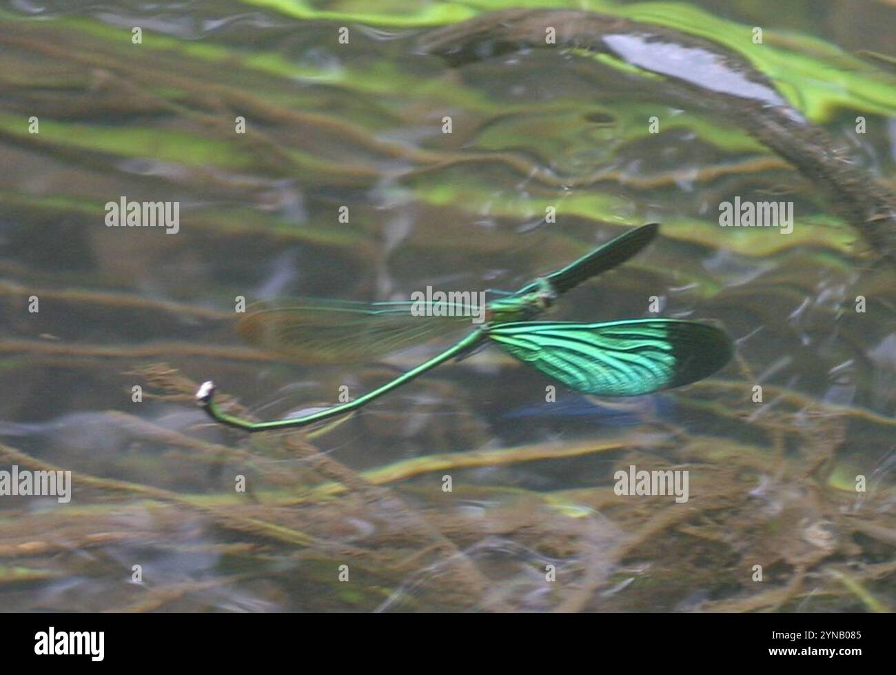 Green Metalwing (Neurobasis chinensis Stock Photo - Alamy