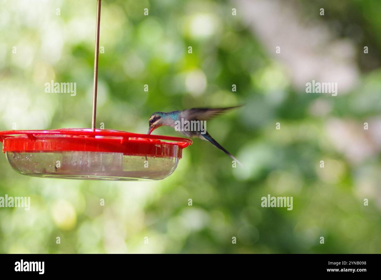 Green Hermit (Phaethornis guy Stock Photo - Alamy