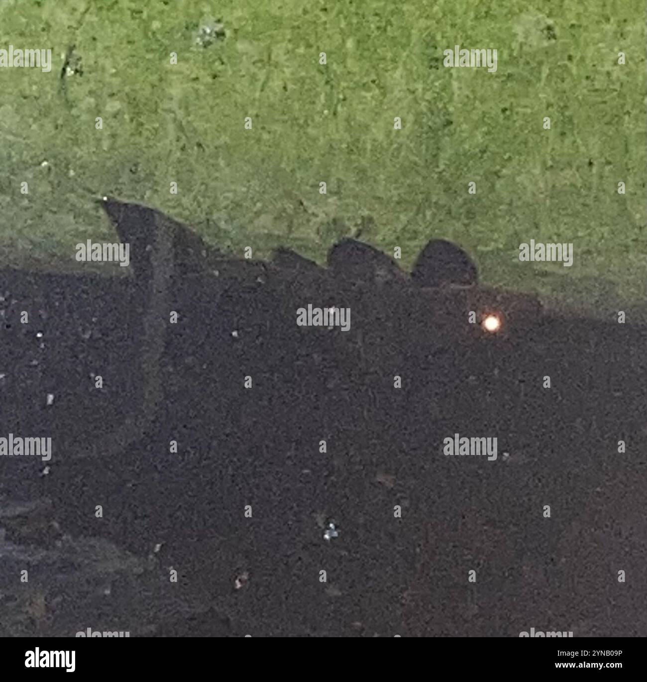 Sailfin Catfishes (Pterygoplichthys Stock Photo - Alamy