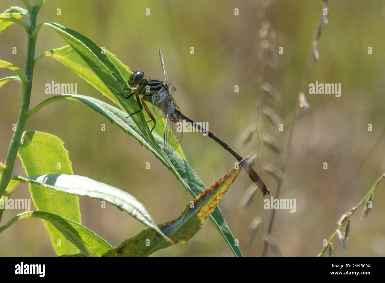 Stylurus plagiatus hi-res stock photography and images - Alamy