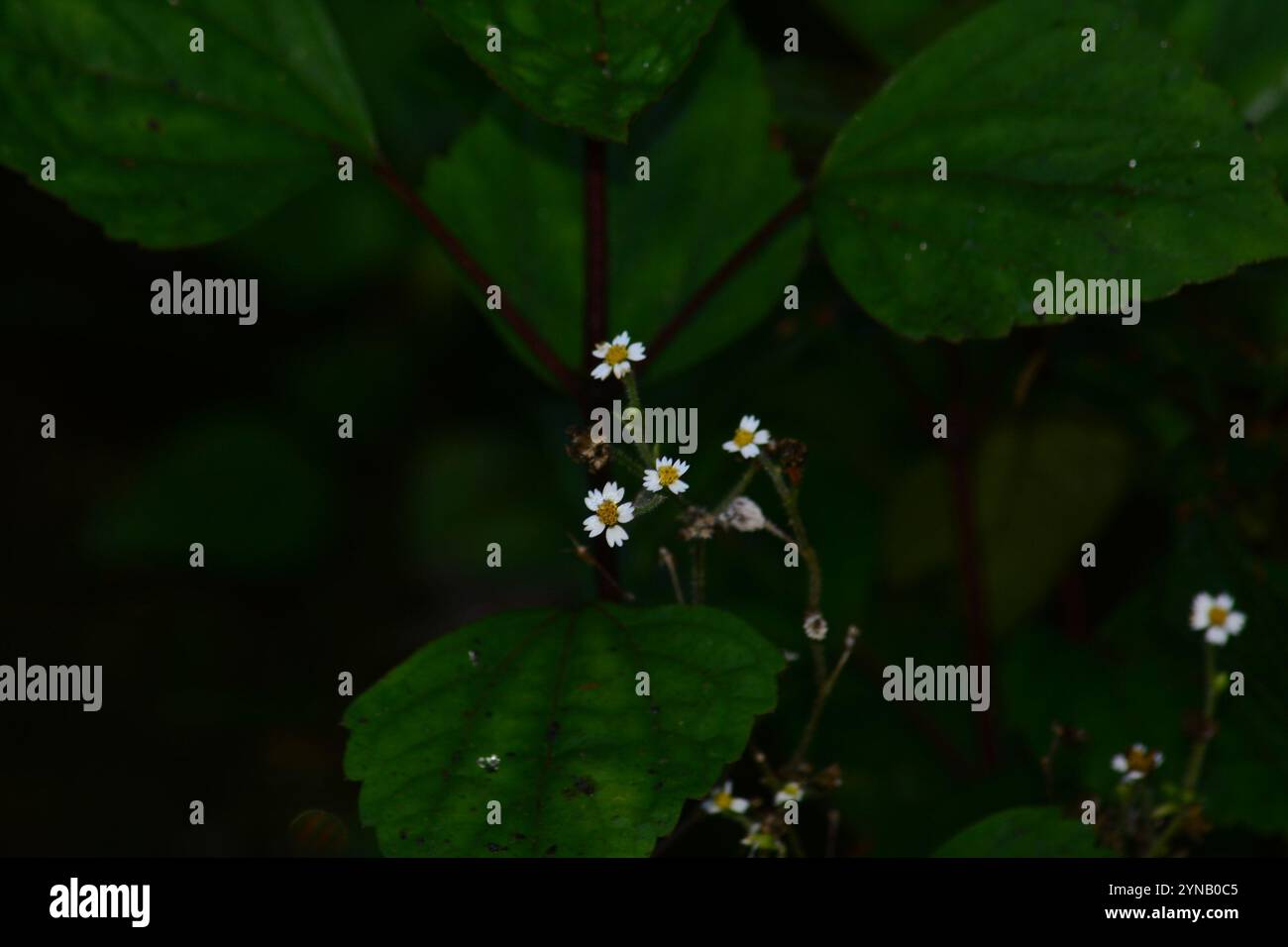 shaggy soldier (Galinsoga quadriradiata Stock Photo - Alamy