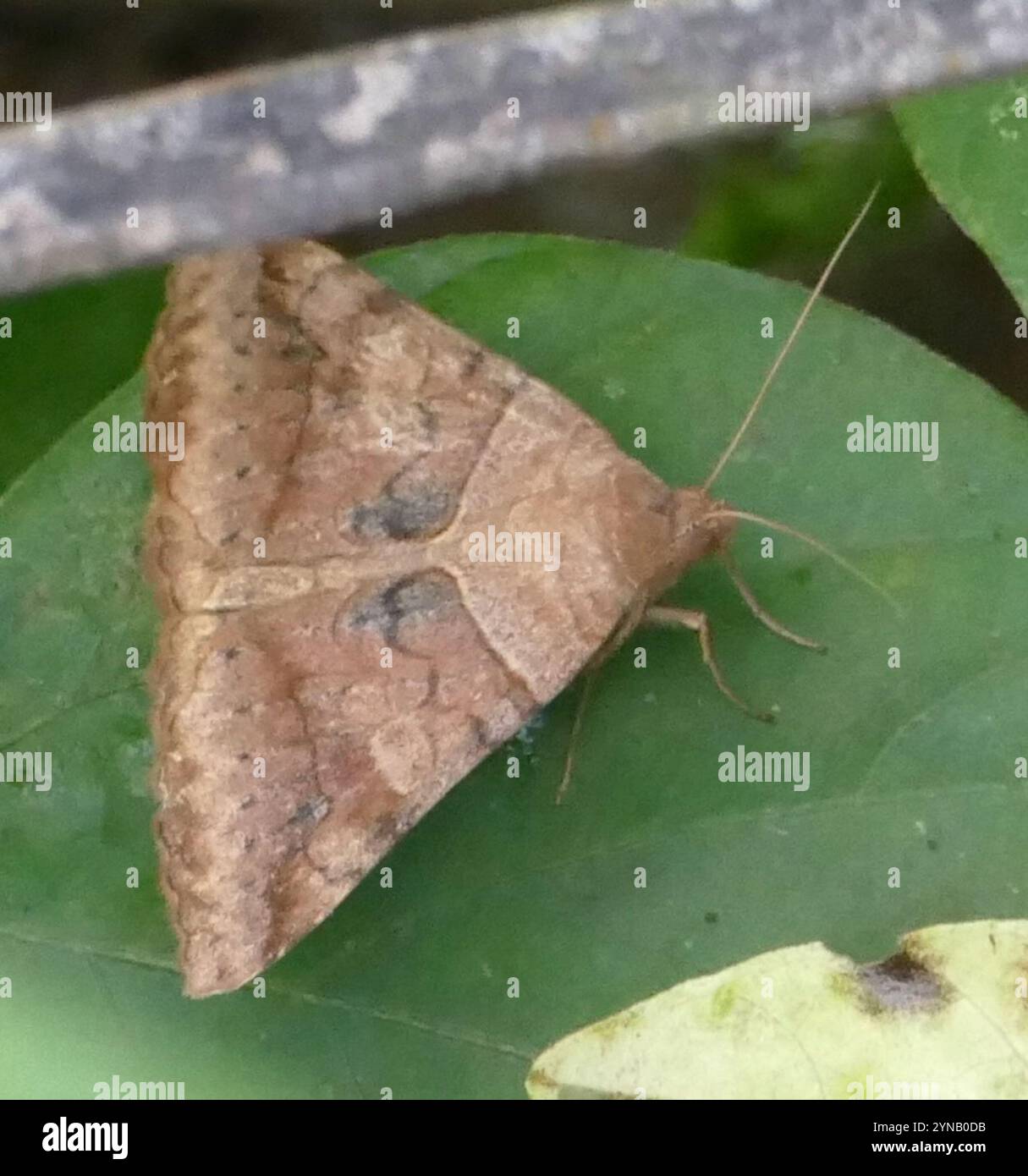 Banded Falsethorn (Mocis mayeri Stock Photo - Alamy