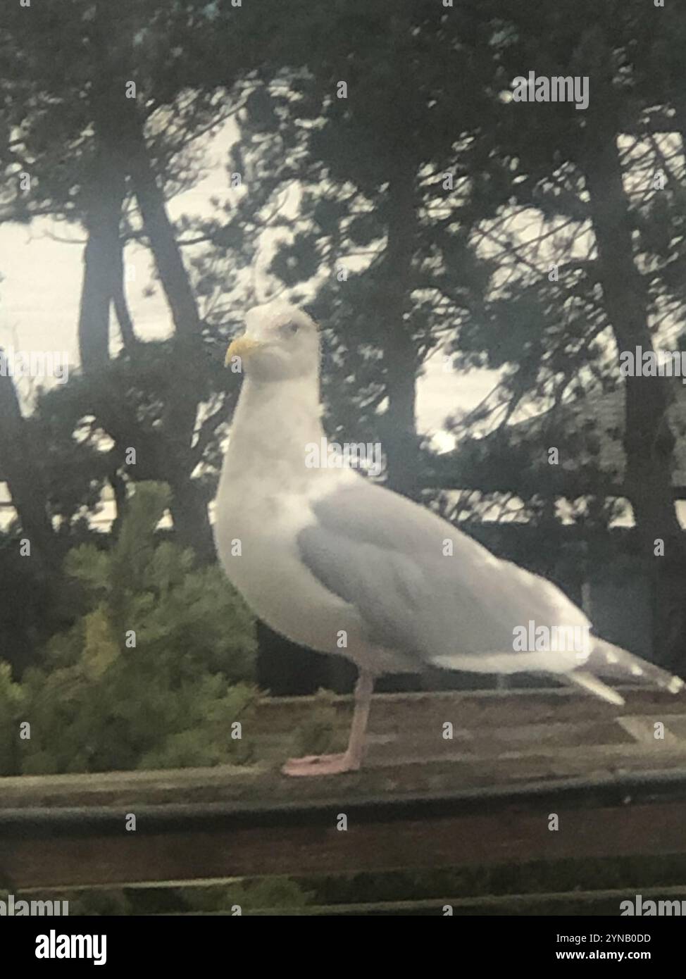 Olympic Gull (Larus glaucescens × occidentalis Stock Photo - Alamy